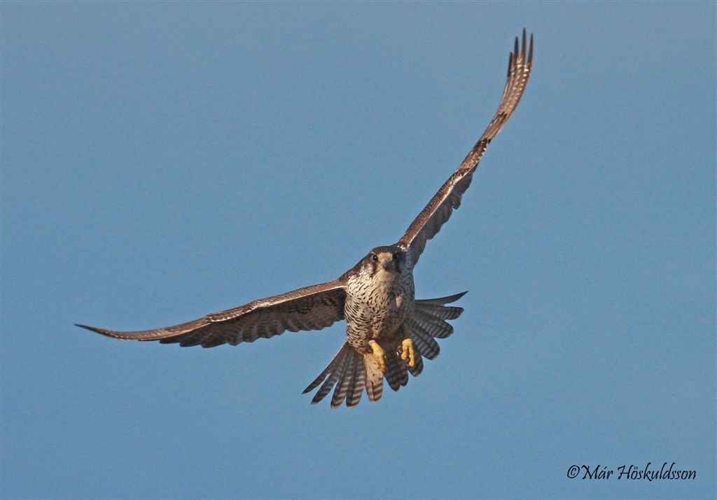 Fálkadráp | Fálkasetur Íslands