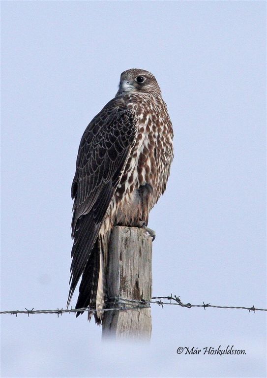 Fálkinn – helstu einkenni | Fálkasetur Íslands