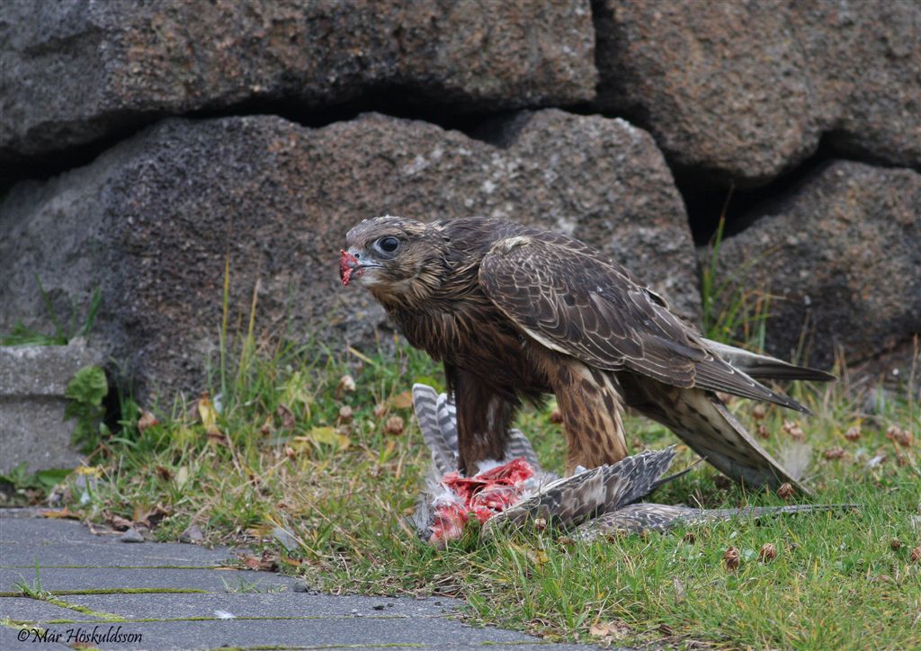 Fæða fálka | Fálkasetur Íslands