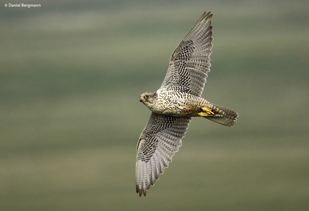 Fálkinn – helstu einkenni | Fálkasetur Íslands