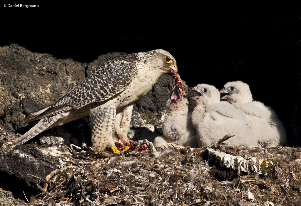 Lög og reglur um fálka | Fálkasetur Íslands