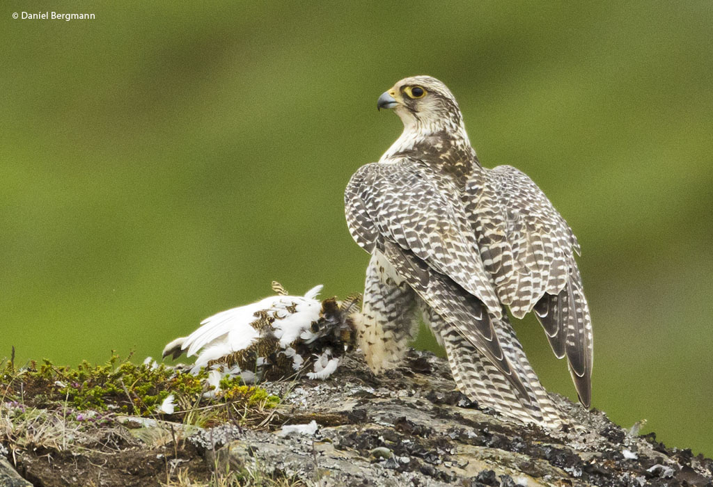 Fálki matreiðir rjúpu | Fálkasetur Íslands